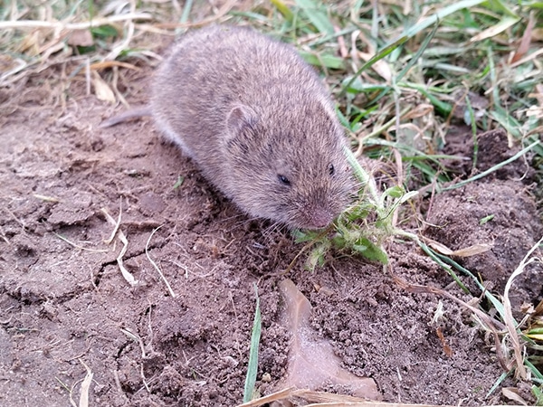 Vole Control Services - Best Pest Control, Bozeman, Montana
