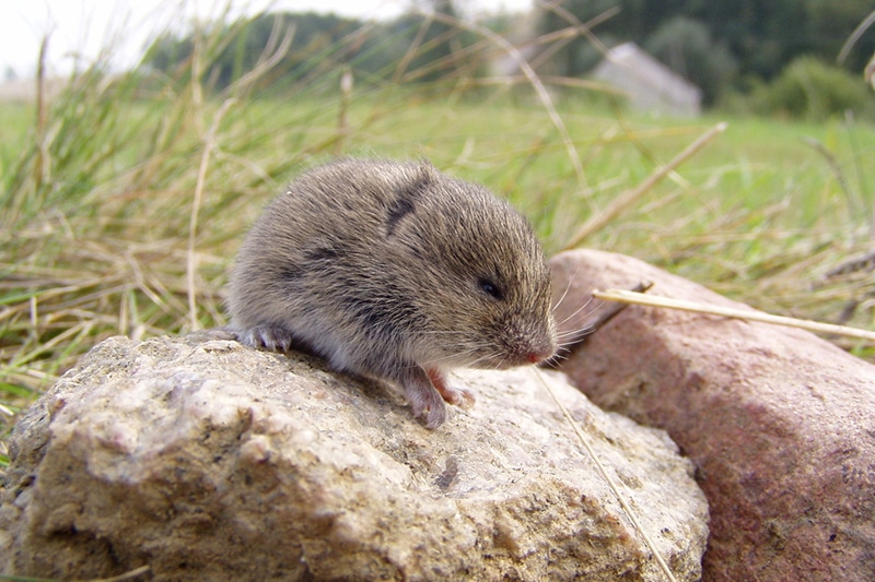 Signs you may have a vole infestation - Best Pest Control, Bozeman, Montana